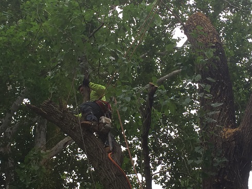 Ultimate Guide to Bronx Tree Cutting – Bronx Tree Cutting